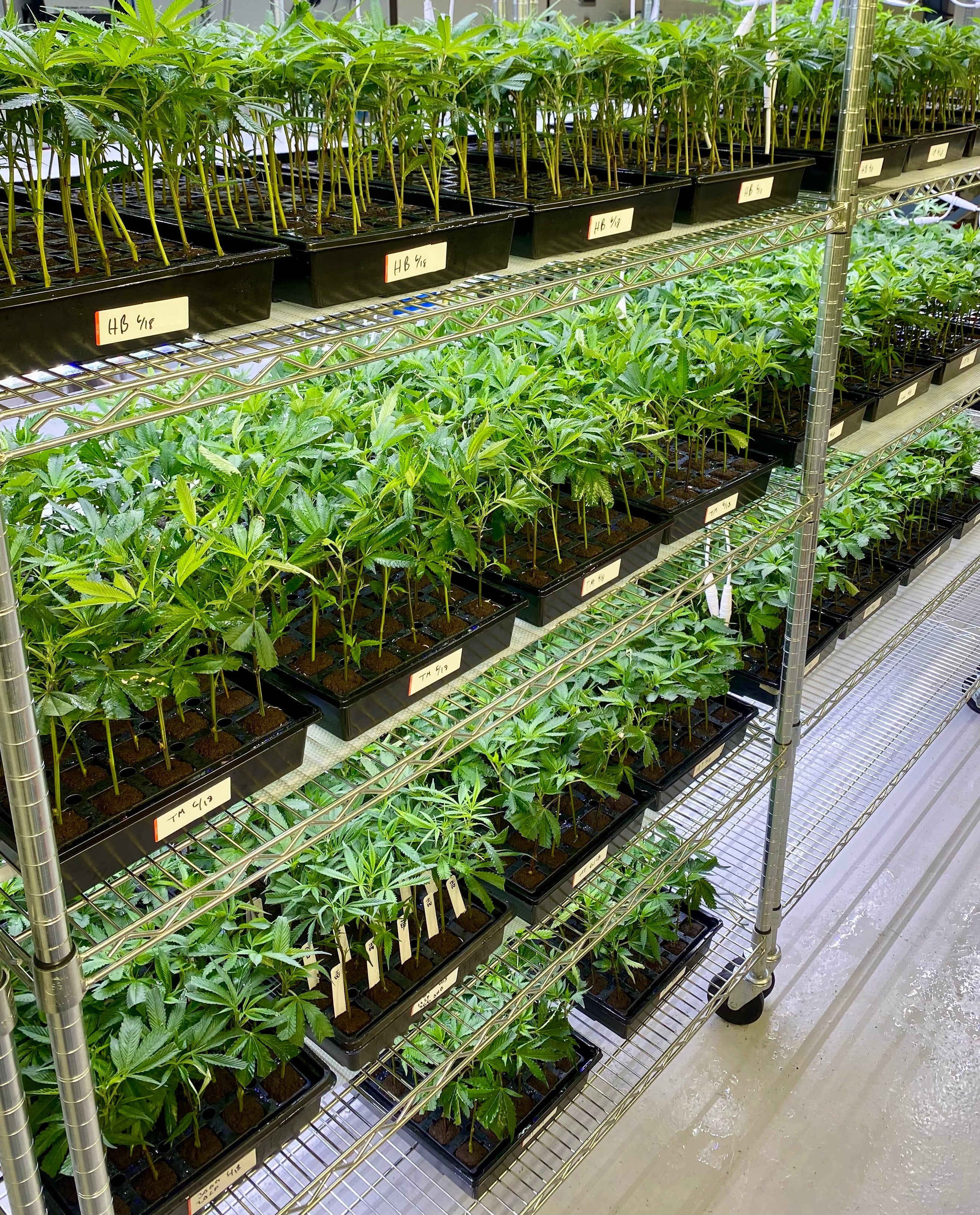 Rooted Cannabis Clones for Sale | Free Shipping | Clone To Home – Clone ...